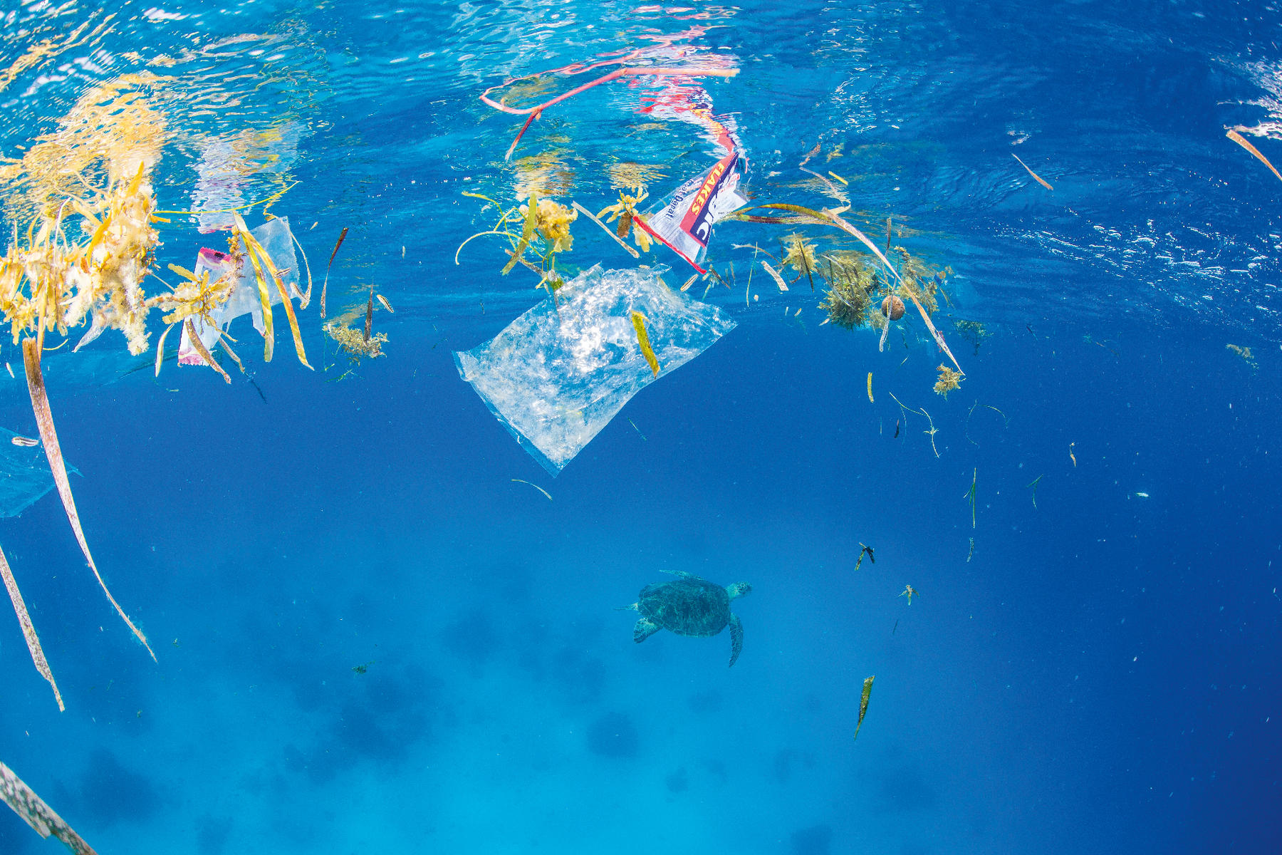 Microplastics in our oceans and marine health | Veolia Institute